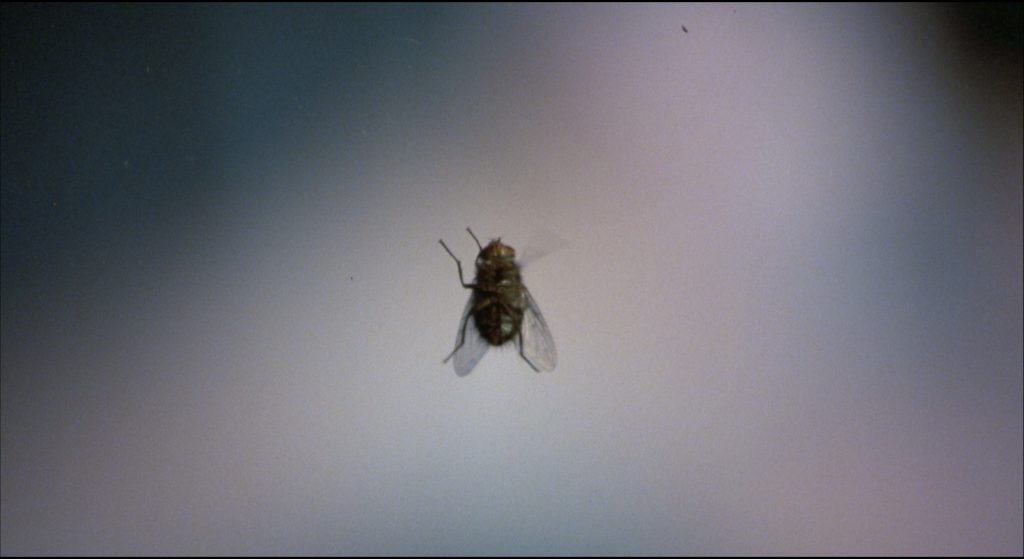 The Fly – Moving Pictures